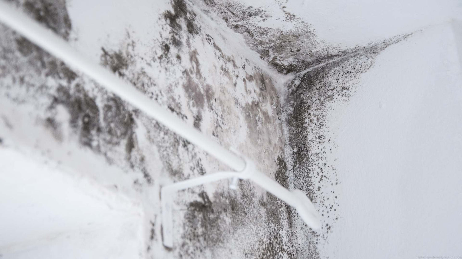 How to Remove Mold & Mildew from Your Boat – for Good