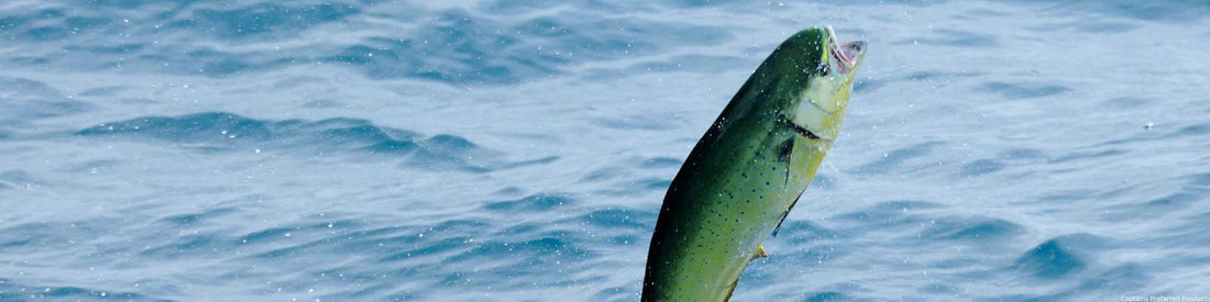 Mahi Mahi Lures - Best Lures for Mahi Fishing